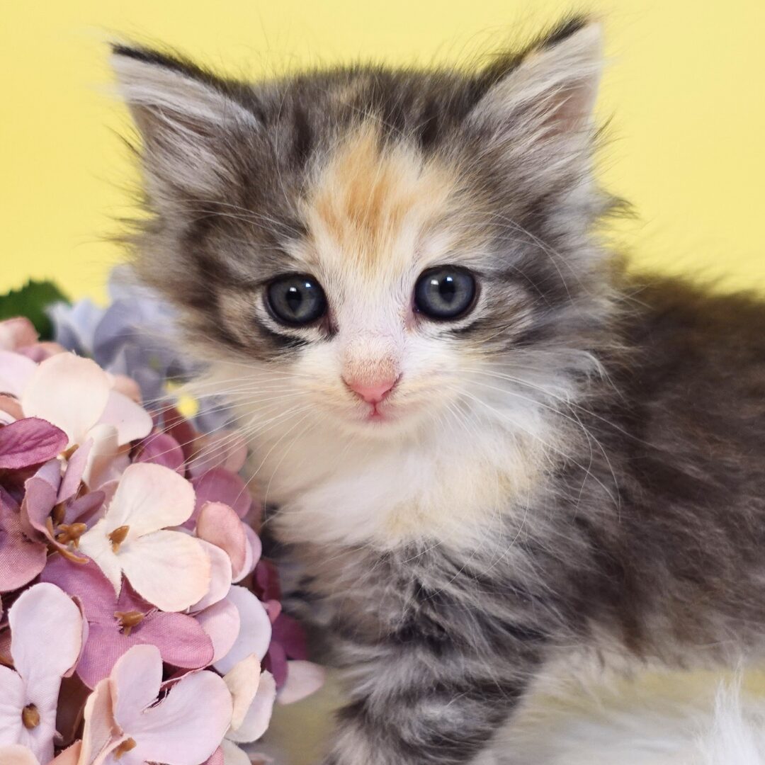 【ご家族が決まりました】ヘーゼル（子猫ID：2601-01594） | ノルのおうち